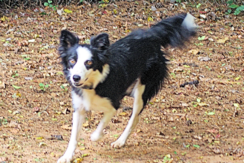 Phoenix Rising Border Collie Rescue – North Carolina and South Carolina ...