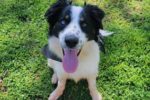 Phoenix Rising Border Collie Rescue – North Carolina and South Carolina ...