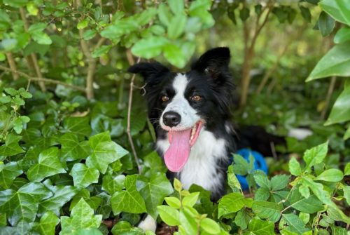 Phoenix Rising Border Collie Rescue – North Carolina and South Carolina ...