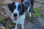 Phoenix Rising Border Collie Rescue – North Carolina and South Carolina ...